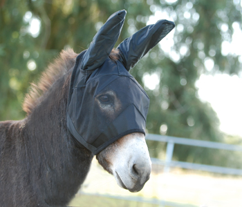 Cashel Horse Fly Masks