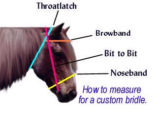 Draft Horse English Bridles